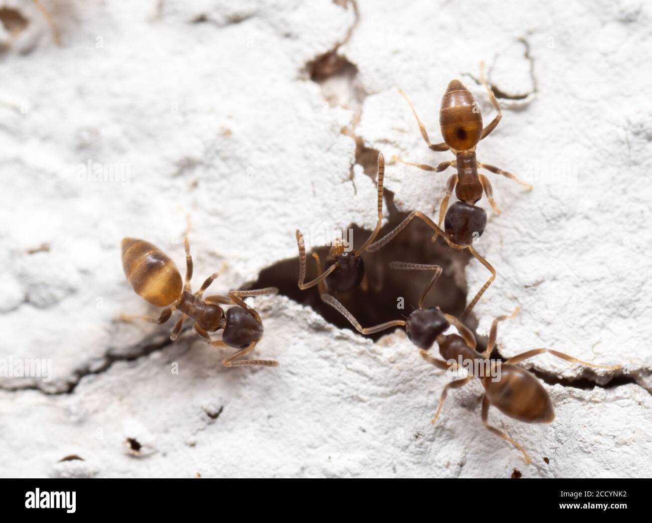 Macro Photography of Group of Tiny Ants on White Wall Stock Photo - Alamy
