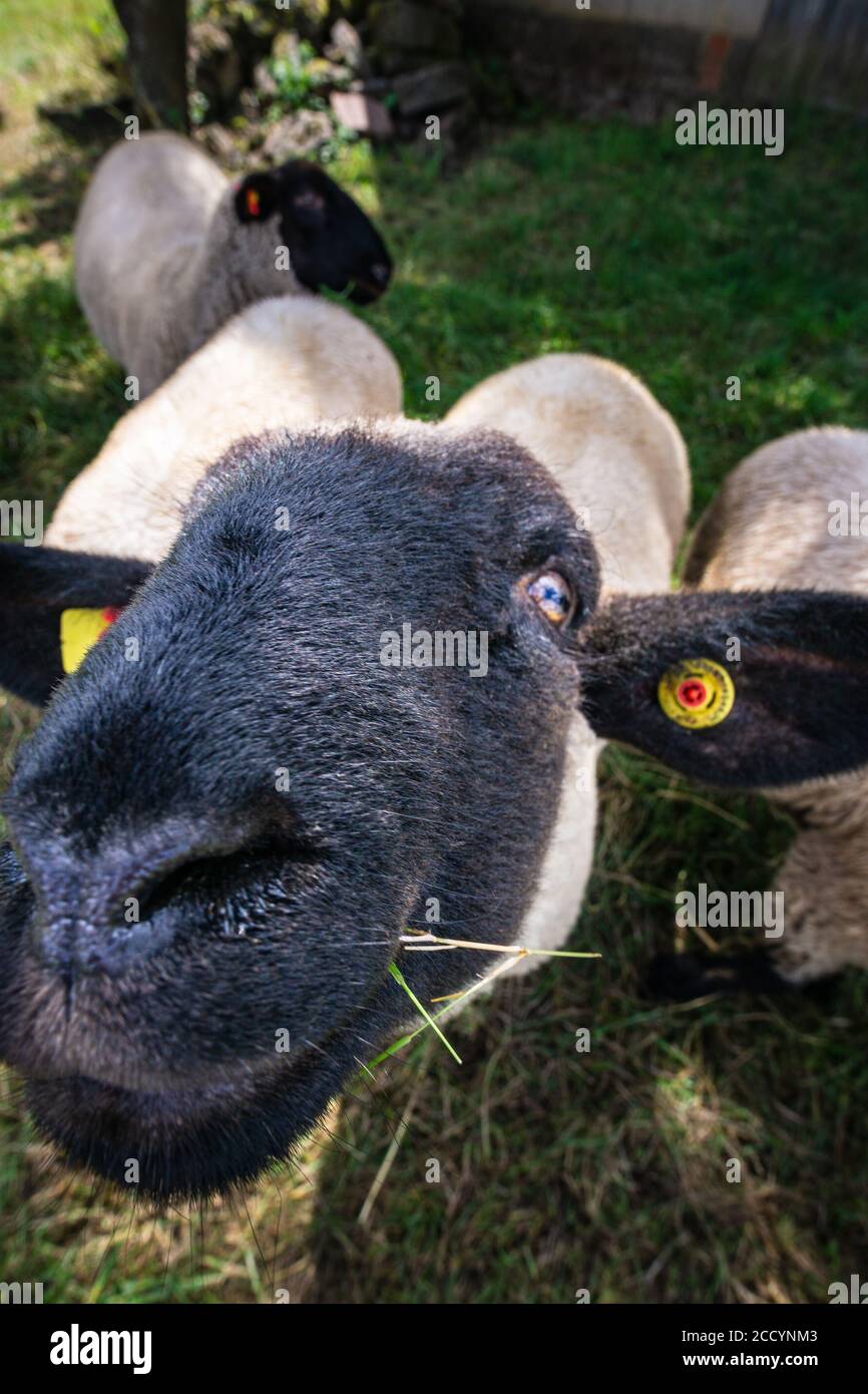 Smiling ewe hi-res stock photography and images - Alamy