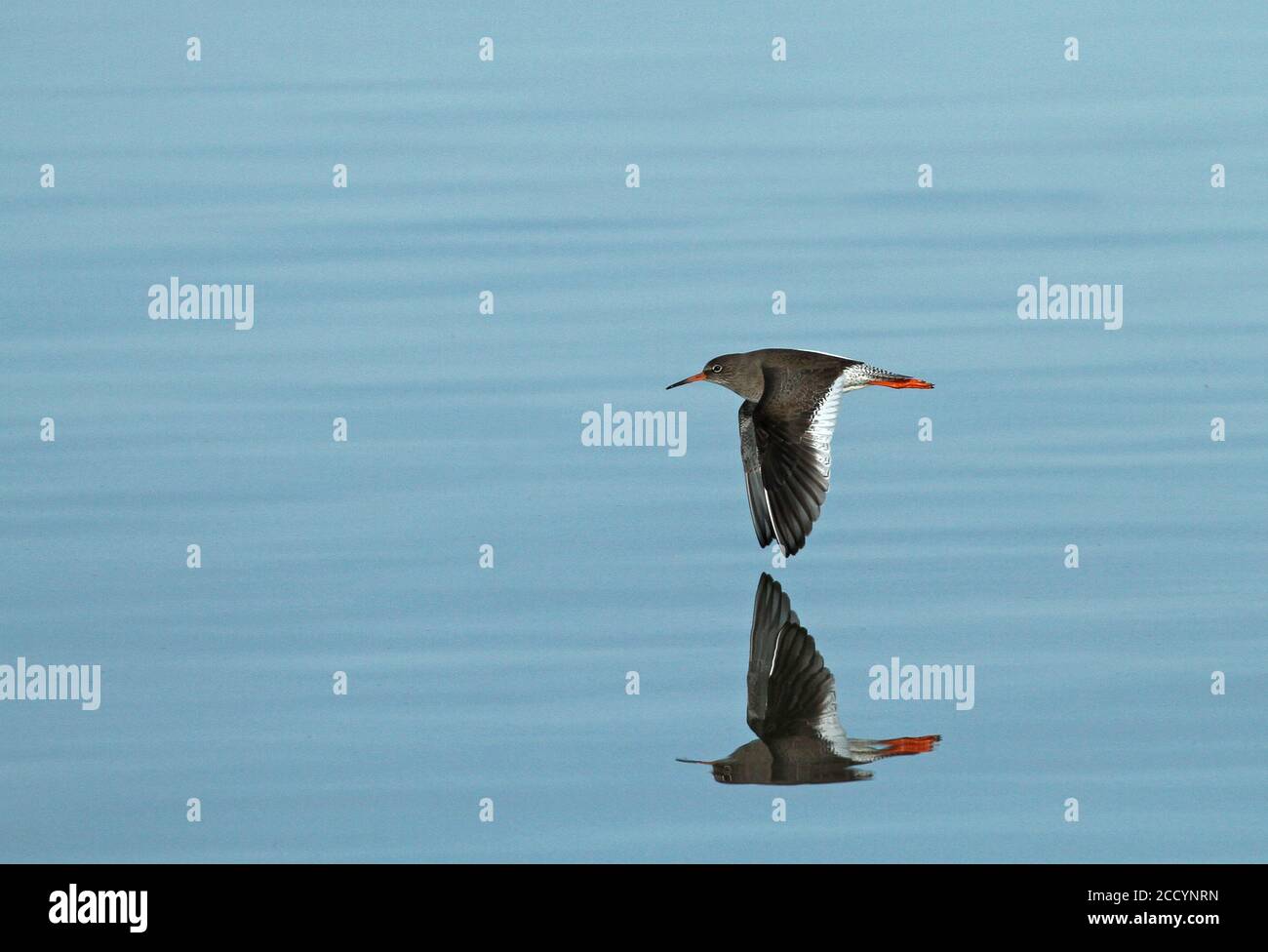 Wintering Icelandic Redshank (Tringa totanus robusta) flying low over ...