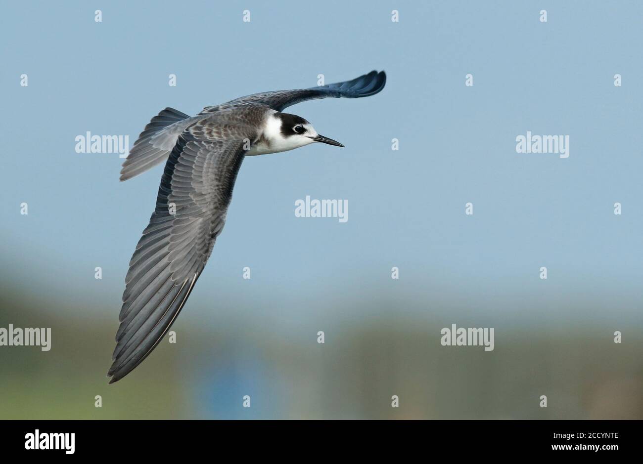 Juvenile Black Tern (Chlidonias niger), flying, showing upperwing, back ...