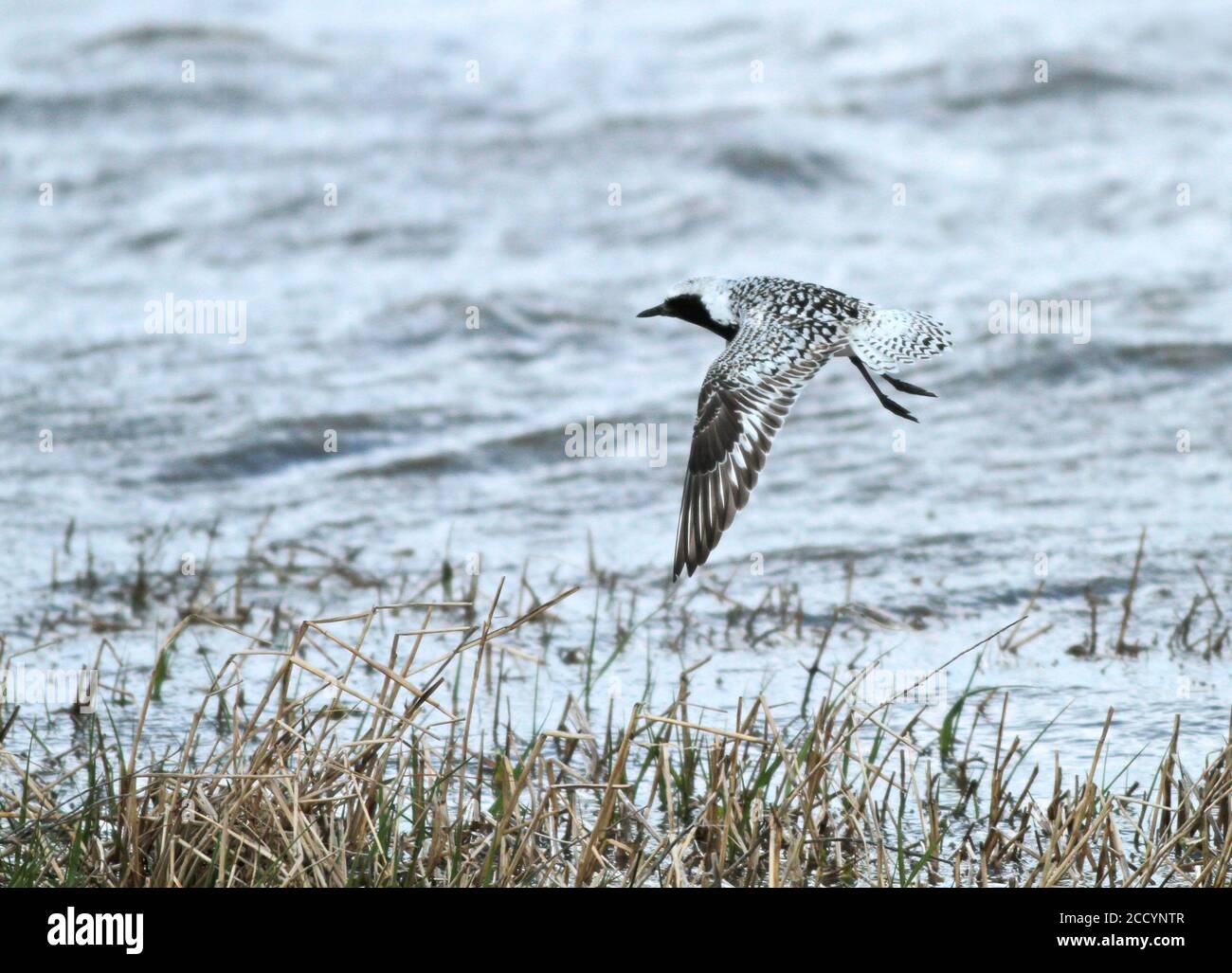 Grey Plover (Pluvialis squatarola), in flight, seen from the side ...