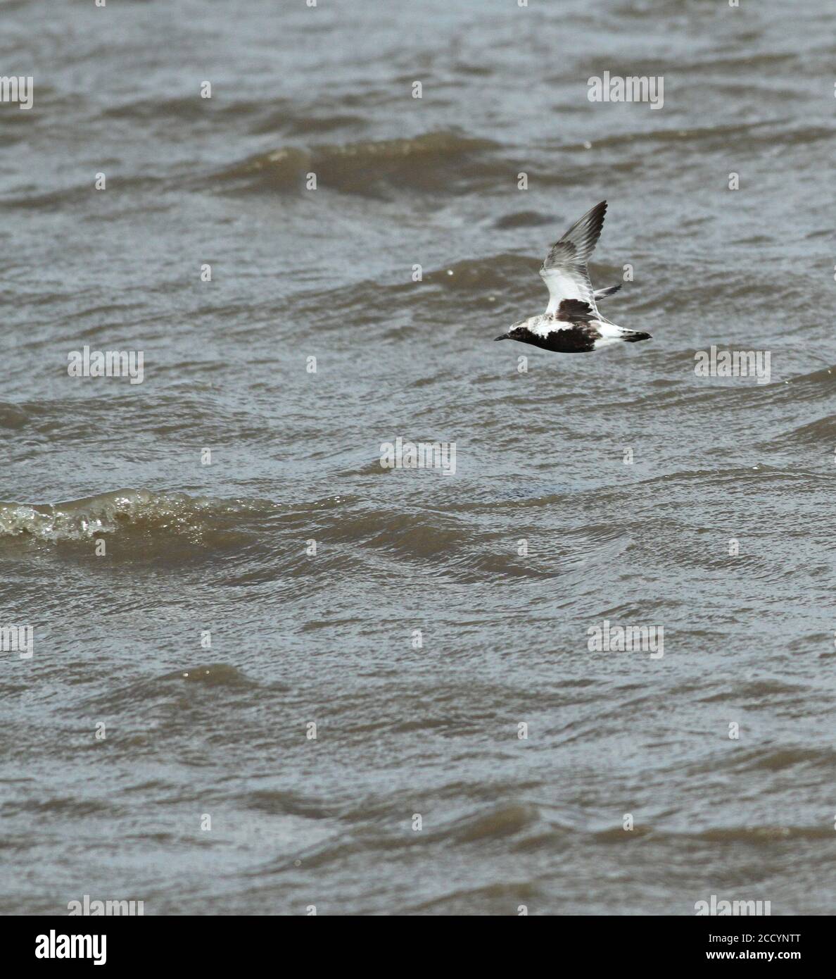 Grey Plover, Pluvialis squatarola in flight, seen from the side ...