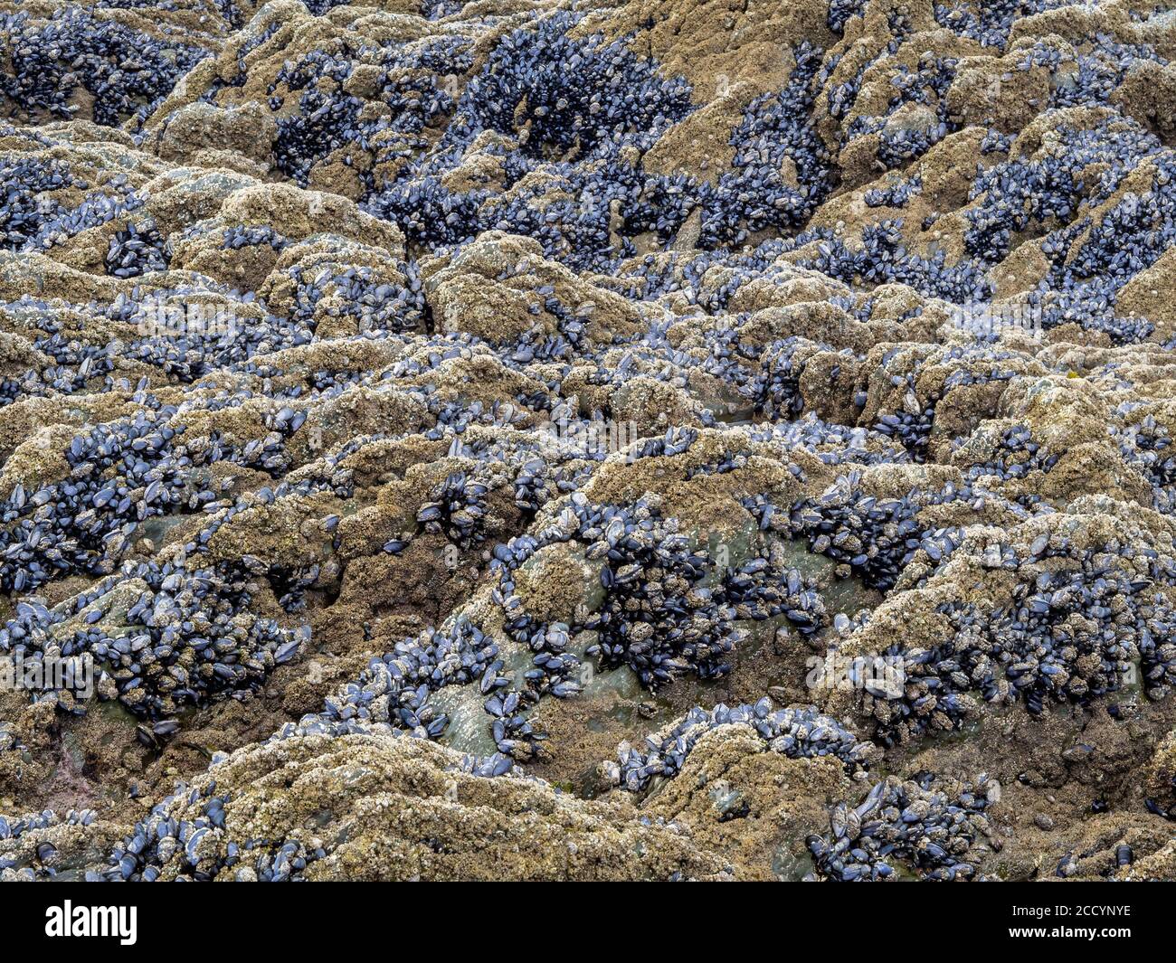 Vast quantity of mussels and barnacles exposed at low tide. Devon, UK ...
