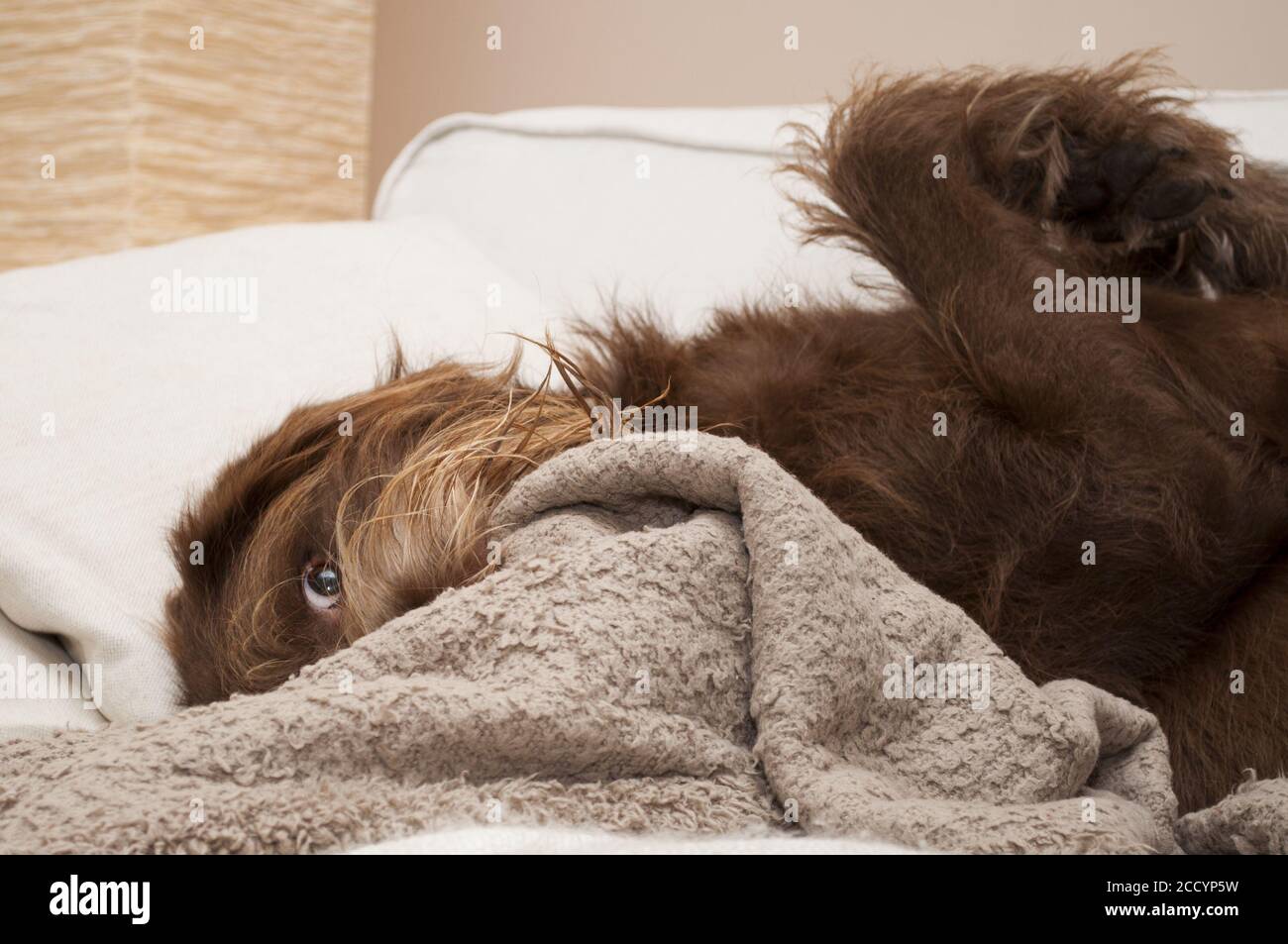 Closeup of a cute brown Labradoodle lying on a bed under the lights ...