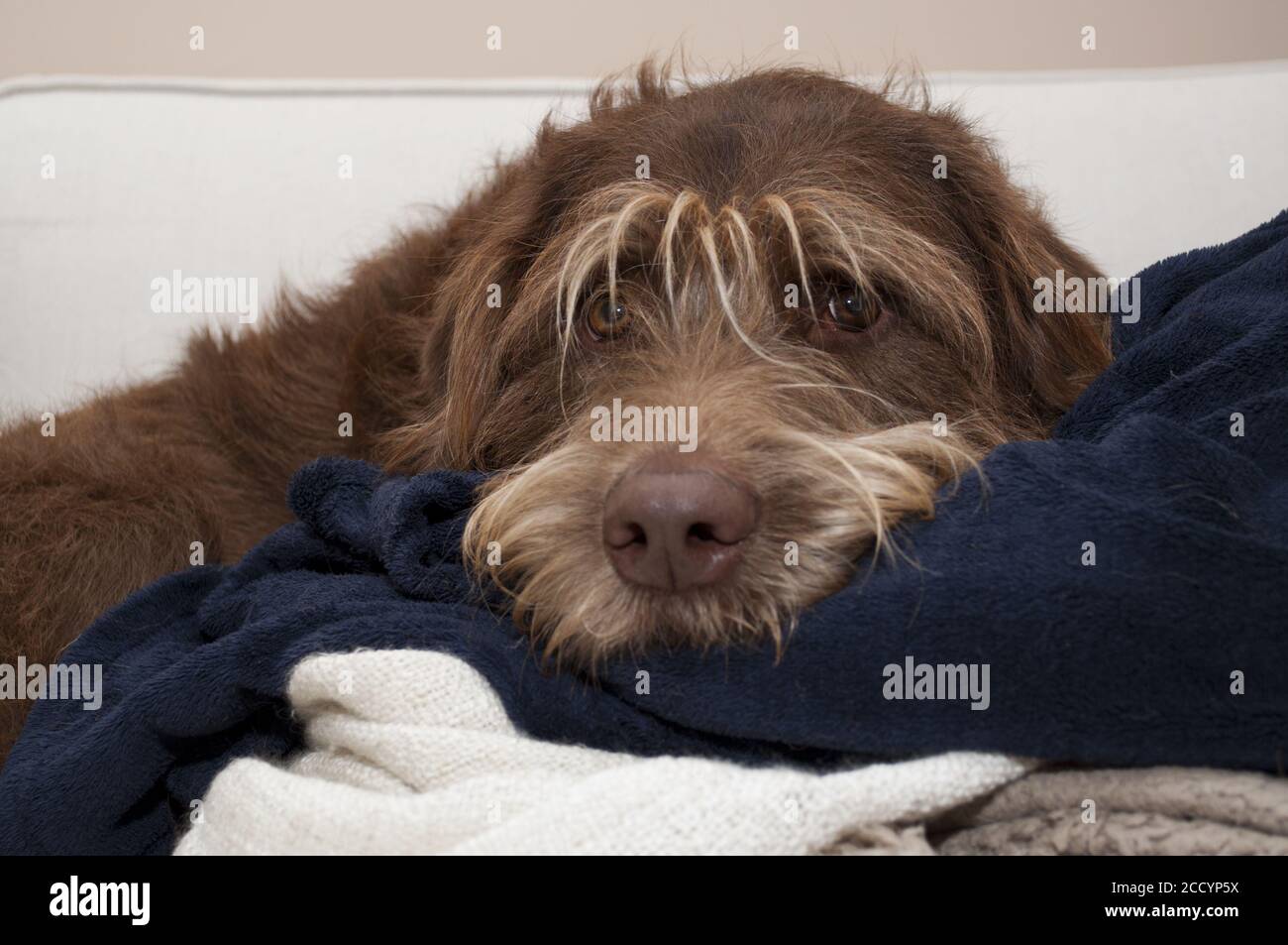 Labradoodle bed hi-res stock photography and images - Alamy