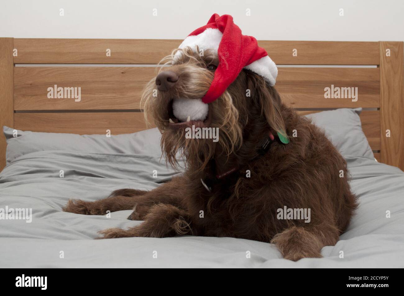 Labradoodle bed hi-res stock photography and images - Alamy