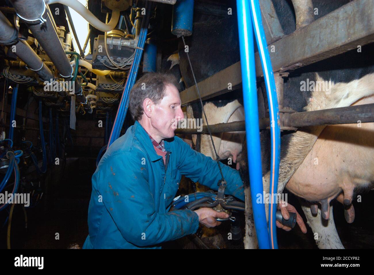 Dairy farmer milking cows using milking machine on farm Yorkshire UK ...