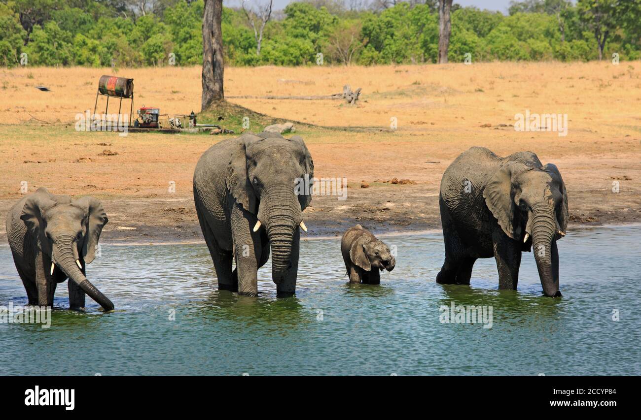 Small her dof animals wading in a waterhole with a waterpump in the ...
