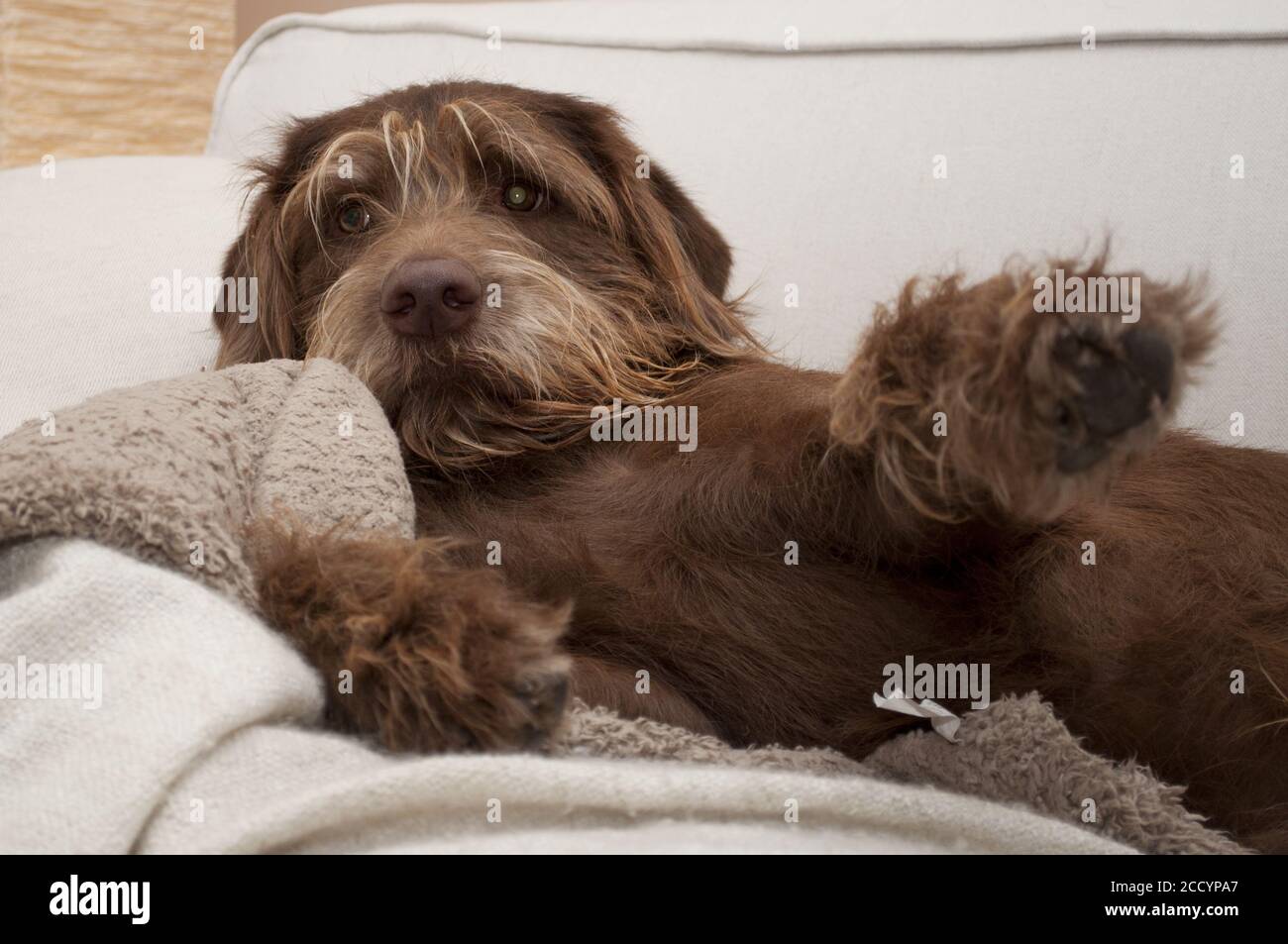 Dog Under Sheets High Resolution Stock Photography and Images - Alamy