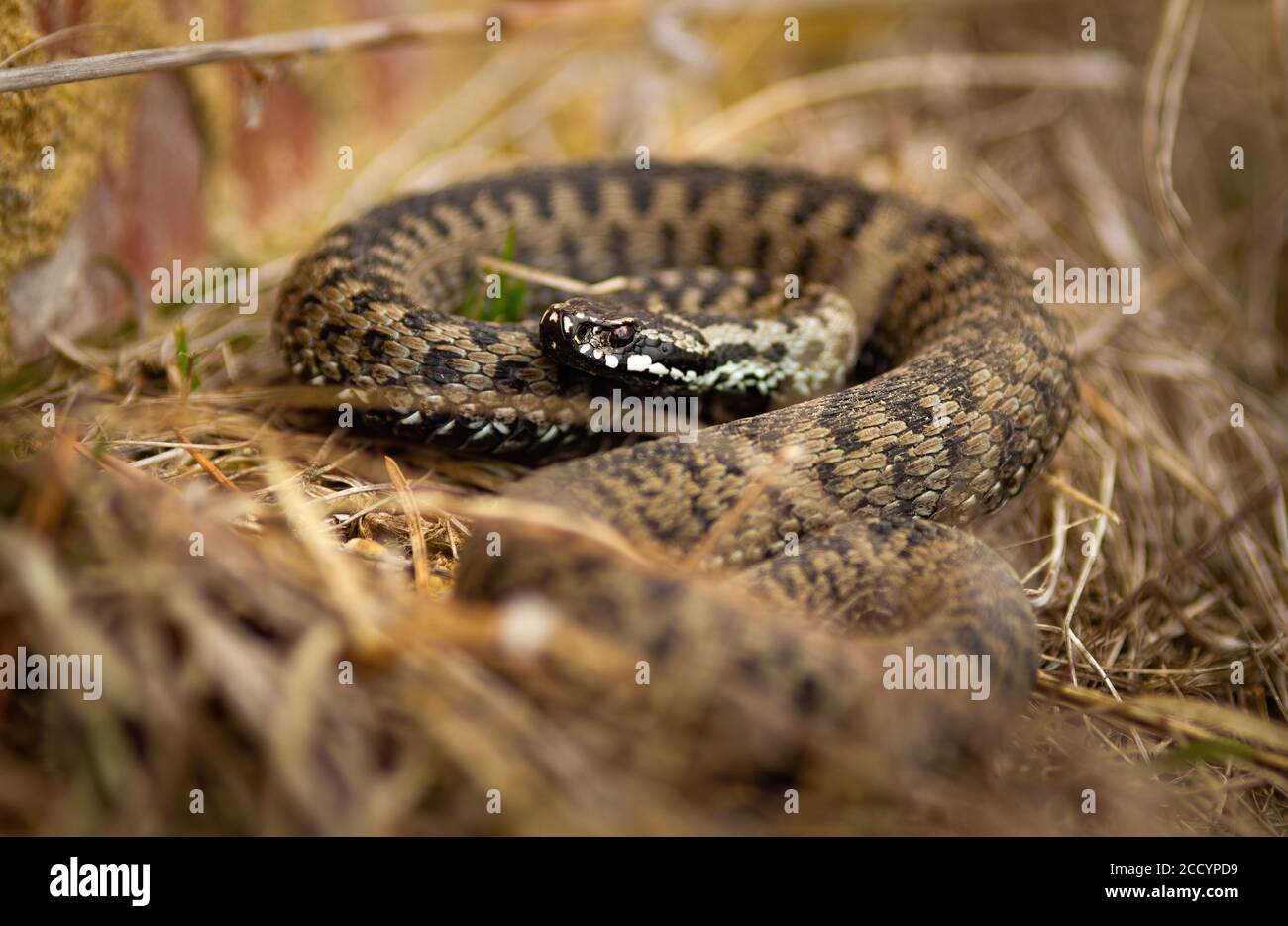 Toxic common viper lying on the ground in autumn Stock Photo - Alamy