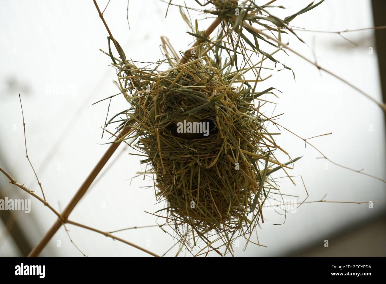 Messy birds nest hi-res stock photography and images - Alamy