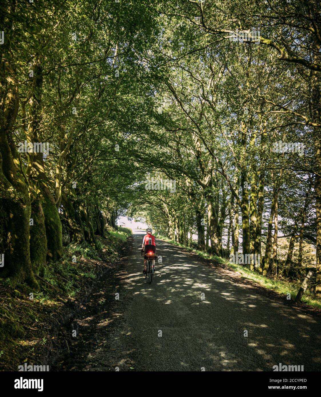 Summer cycling in the shaded lanes close to Settle, Yorkshire Dales ...