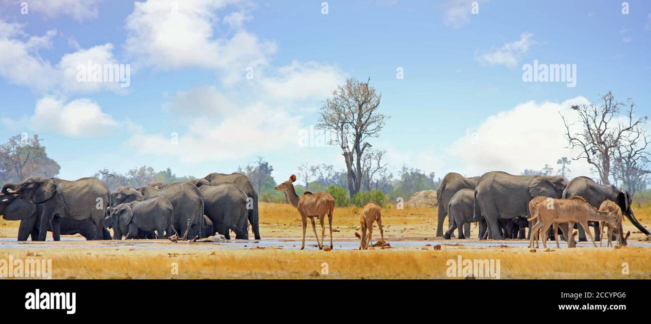 Many animals congregate at a waterhole in Hwange National Park ...