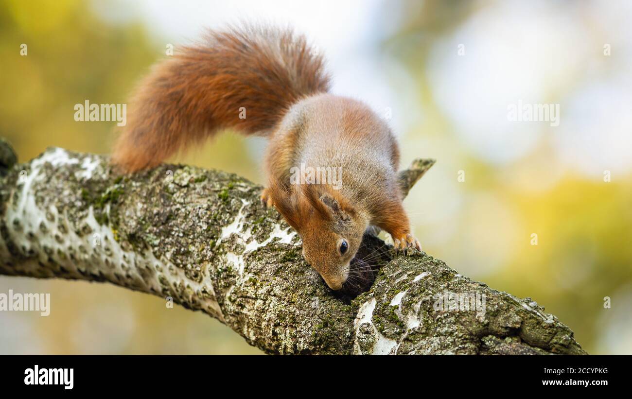Sniffing moss hi-res stock photography and images - Alamy