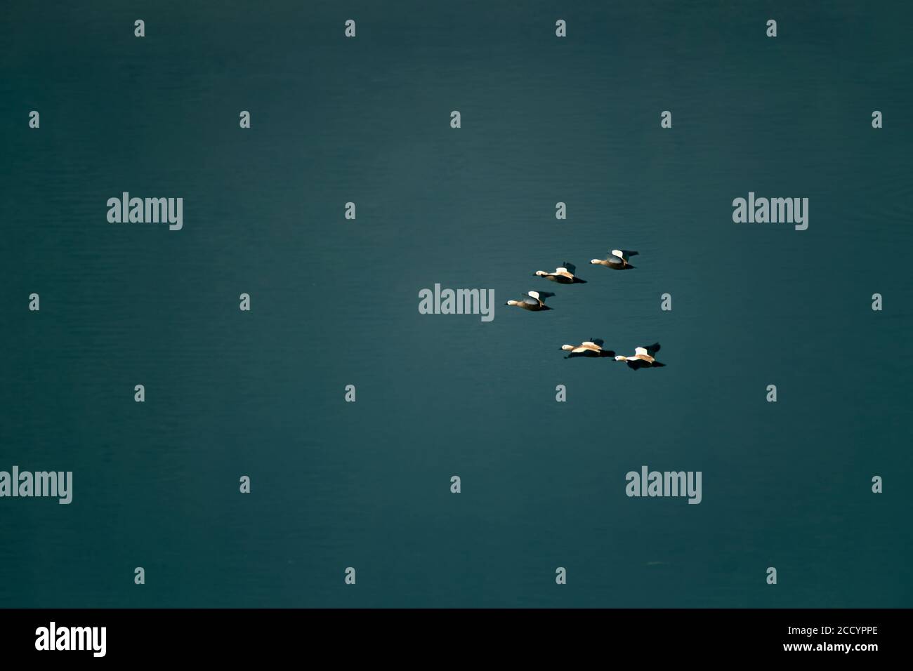 Five birds flying over ocean in formation Stock Photo - Alamy