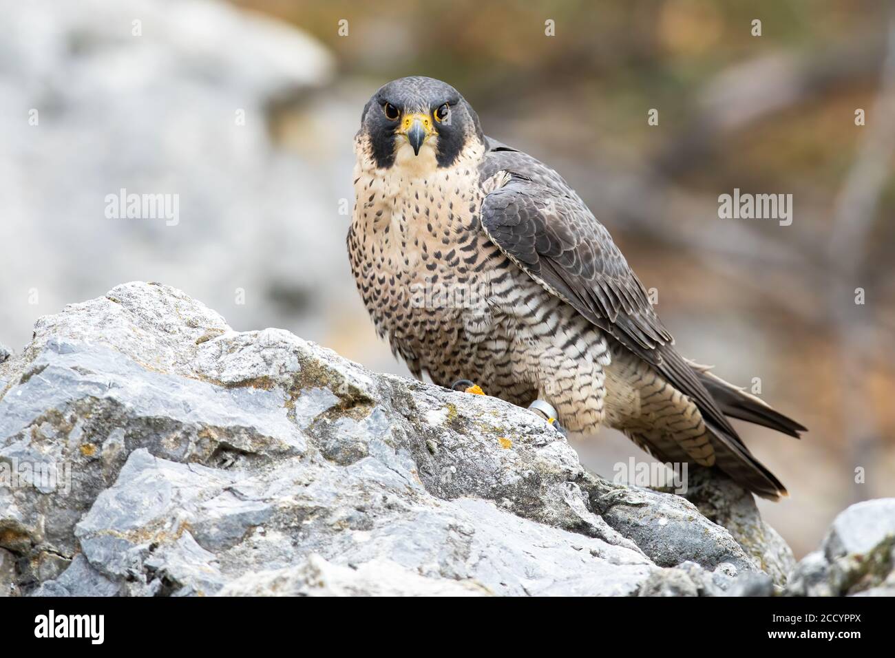 Falcon stone hi-res stock photography and images - Alamy