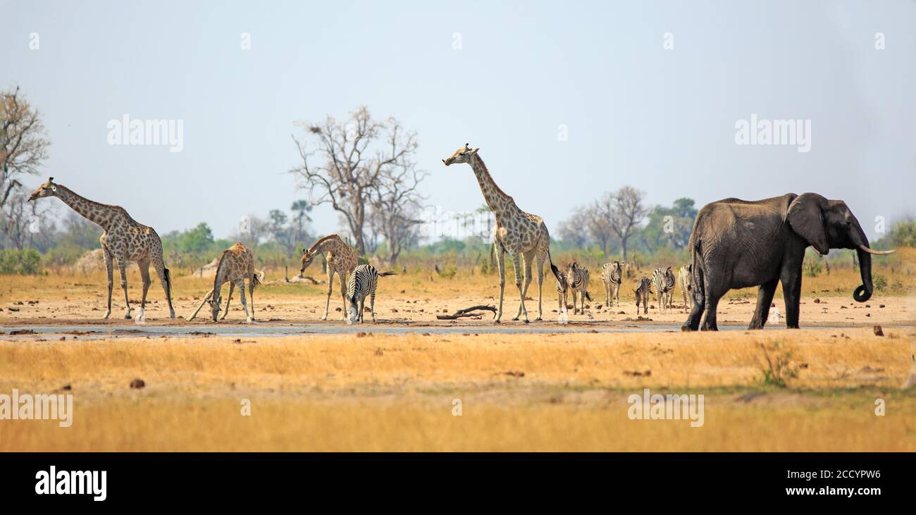 Beautiful African scene with Giraffes, Zebra and Elephant drinking from ...