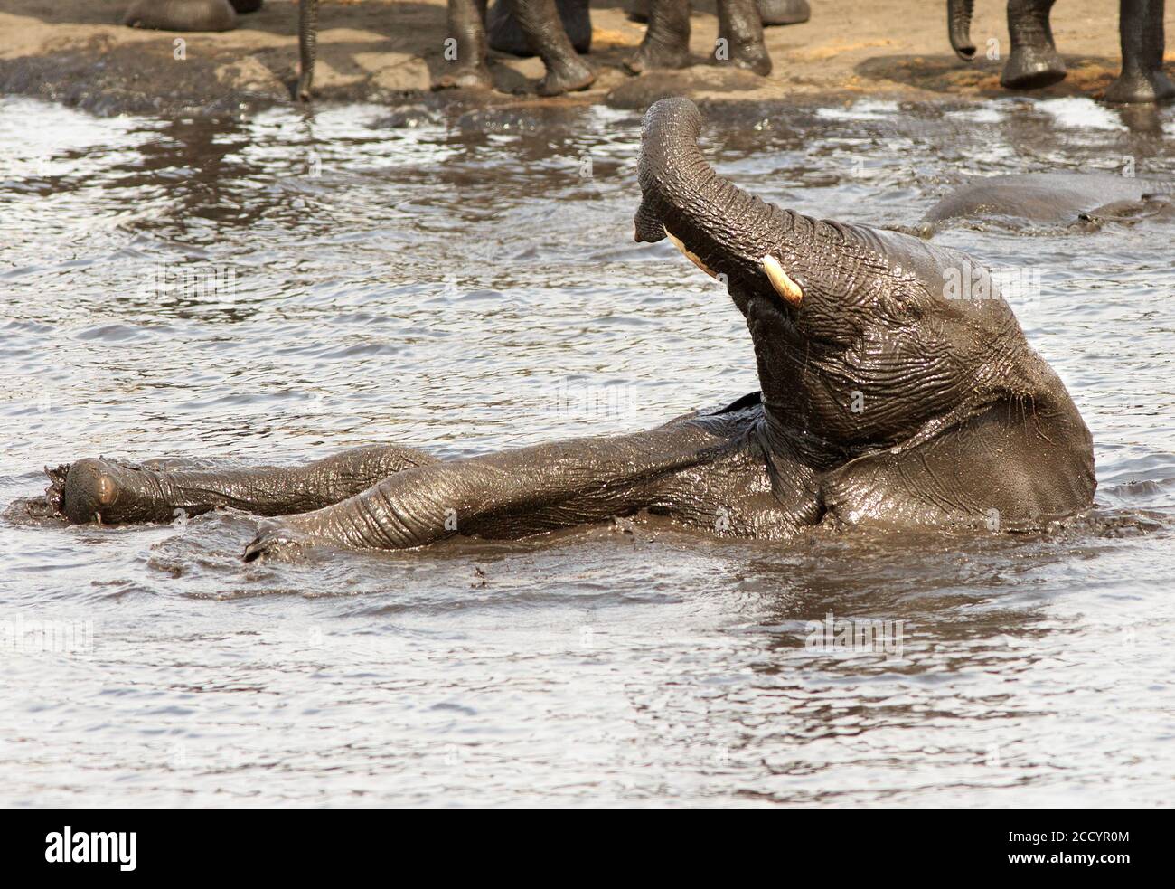 Elephant laying down bathing in a waterhole Stock Photo - Alamy