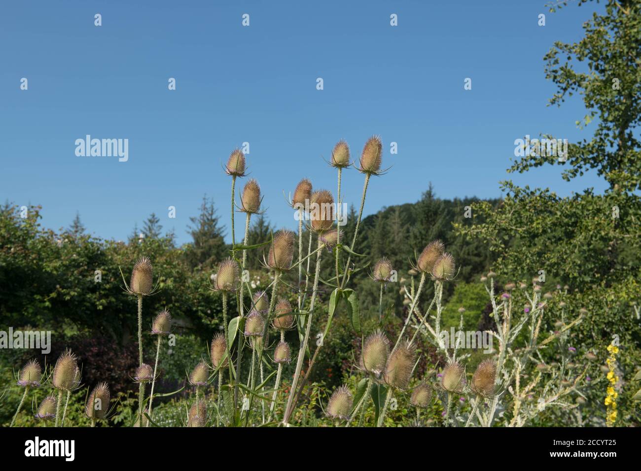 Summer Spiky Flower Heads of a Teasel Plant (Dipsacus fullonum) Growing ...