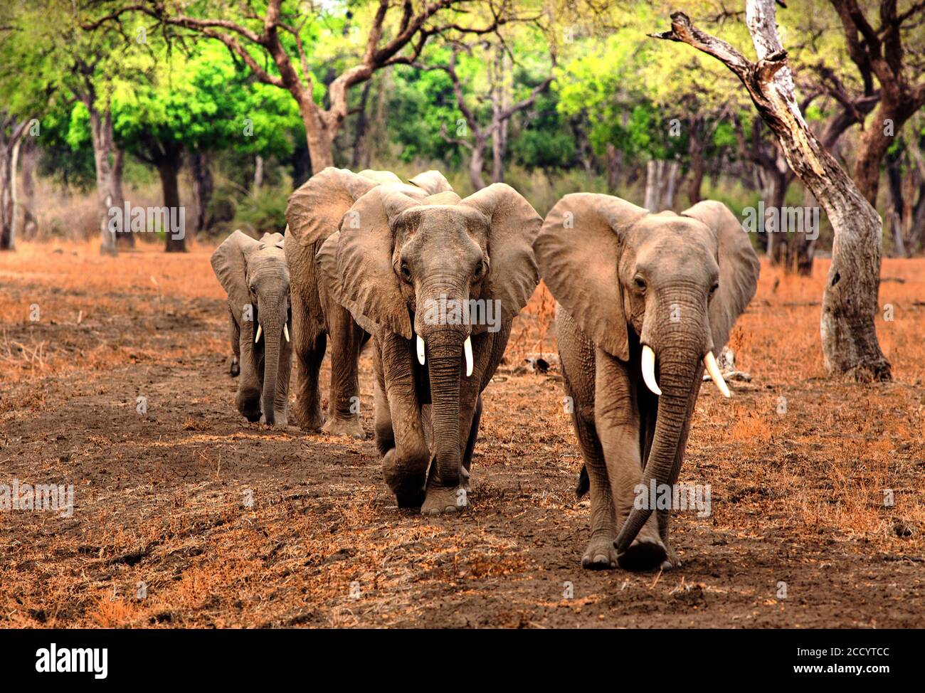 Herd of African Elephants walking through the the forest with nice ...