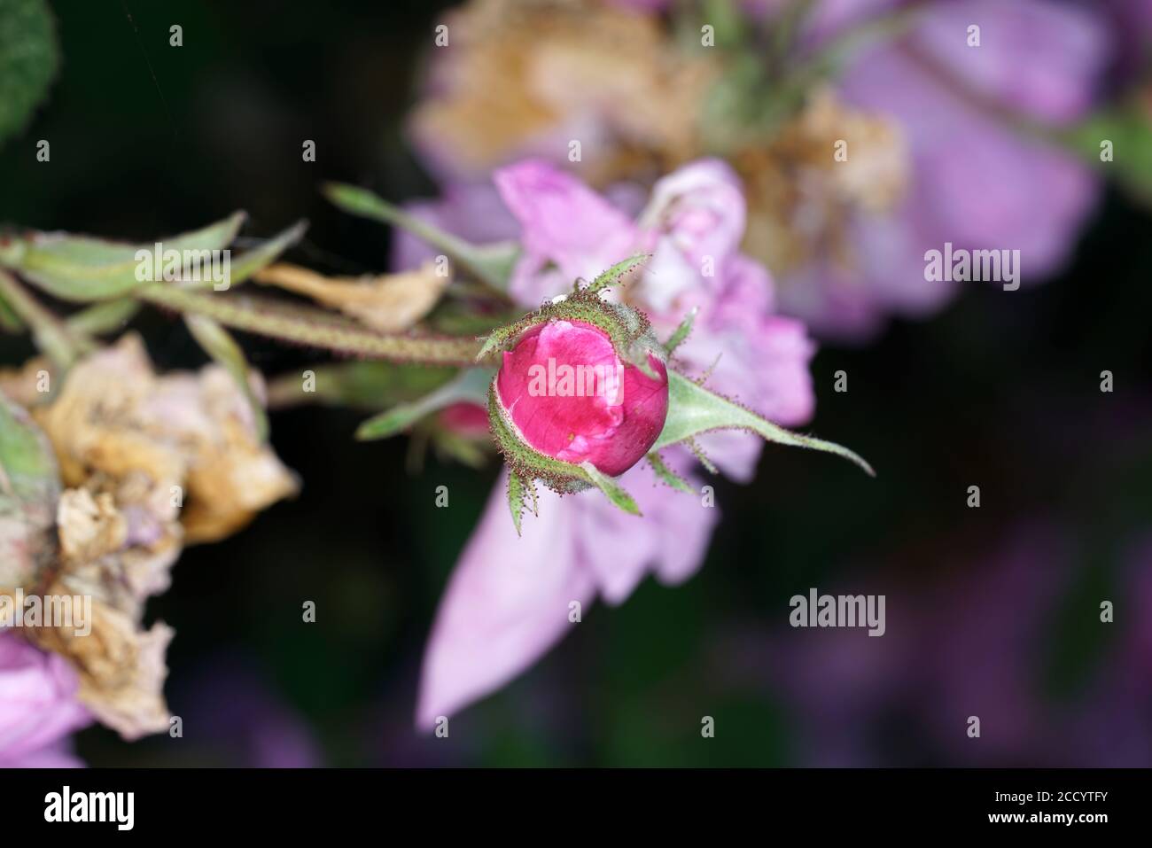 Top view of a beautiful pink rose flower on a blurred background Stock ...