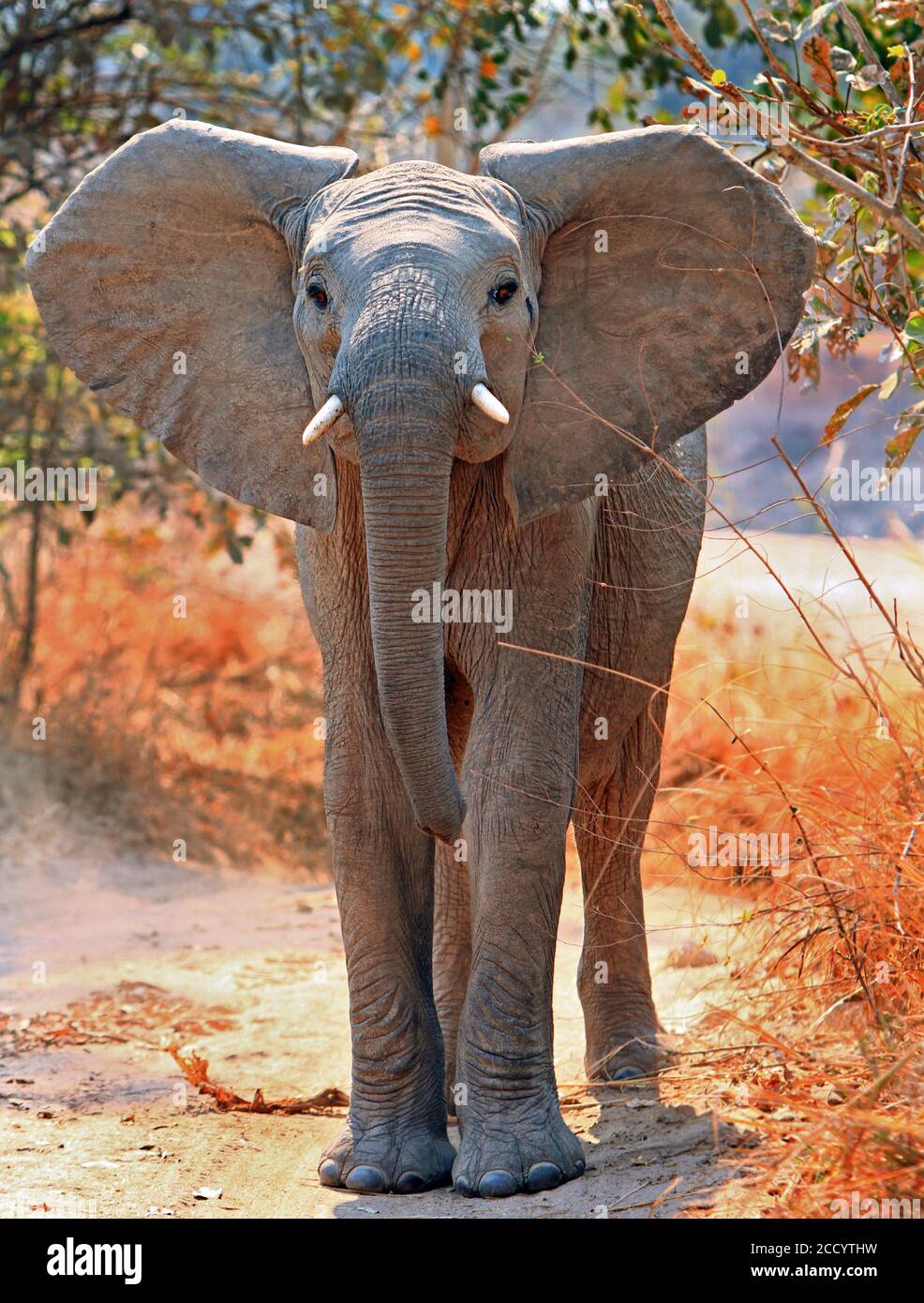 Posing elephant hi-res stock photography and images - Alamy