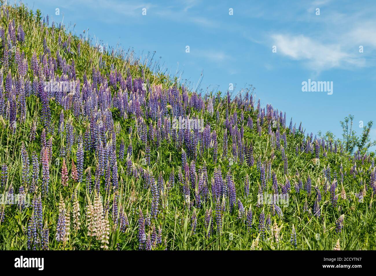 Ski slope with blue lupine flowers at summer Stock Photo - Alamy