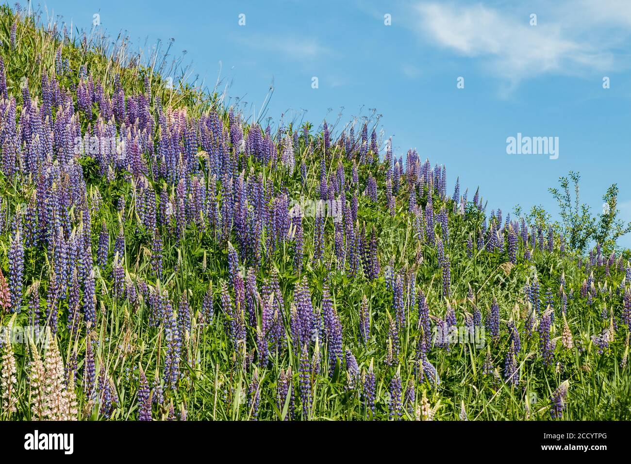 Ski slope with blue lupine flowers at summer Stock Photo - Alamy