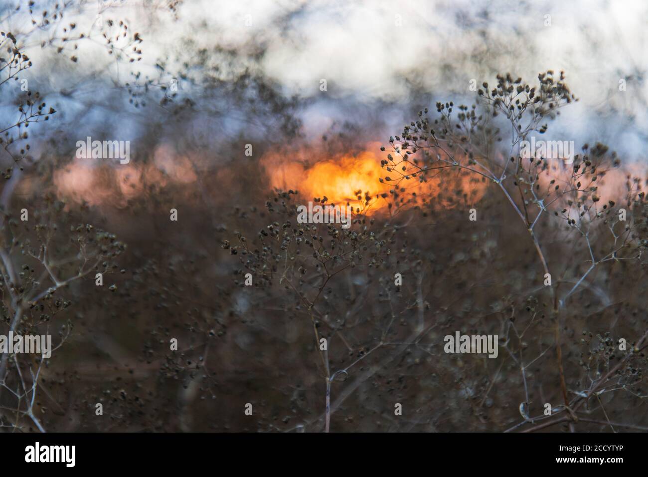autumn sunset and dry flowers of retype Stock Photo - Alamy