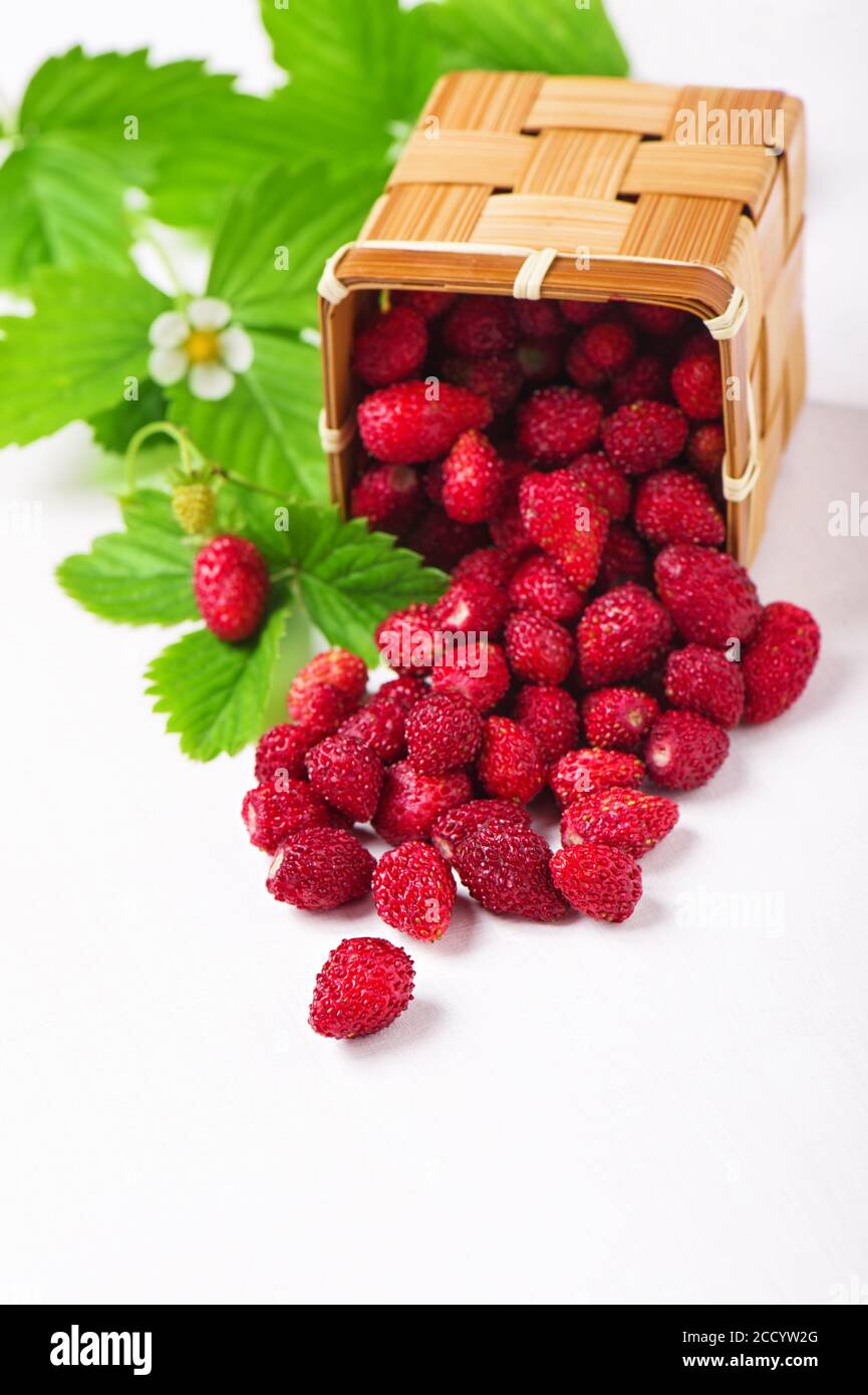 Strawberries dropped out of the fallen basket on a white background ...
