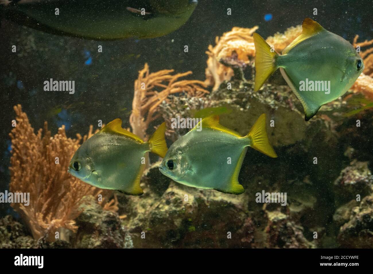 Closeup shot of fishes and other marine life from the aquarium in ...