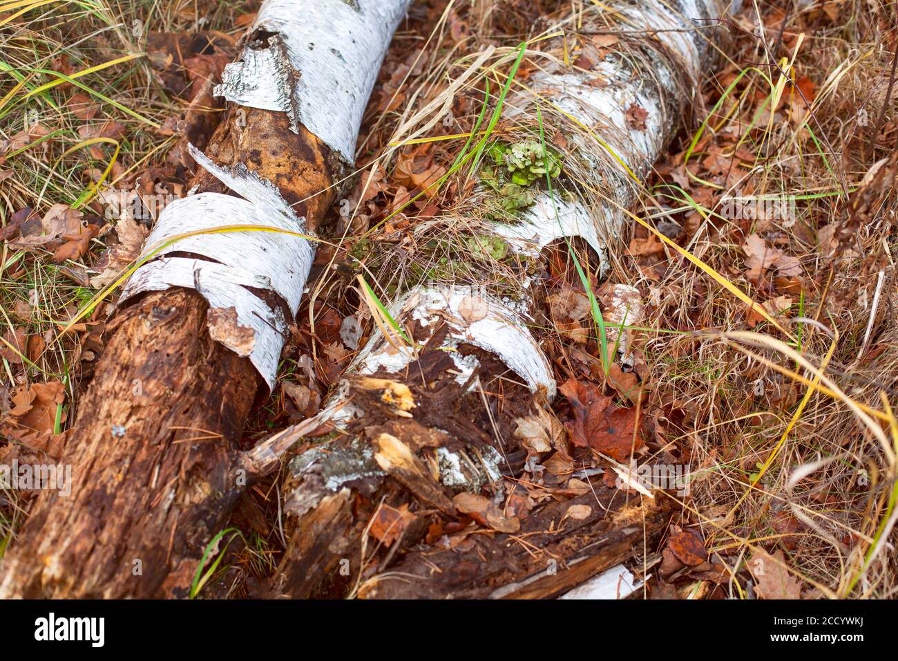 Rotten fallen birch tree trunks in autumn forest. Close-up Stock Photo ...
