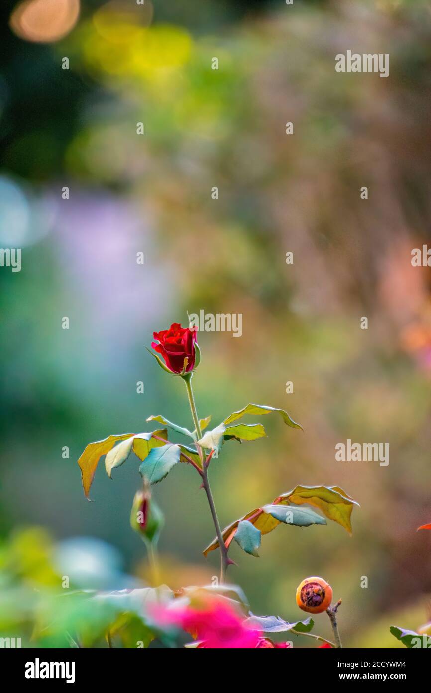Red Rose At Sunset With Green Background Stock Photo - Alamy
