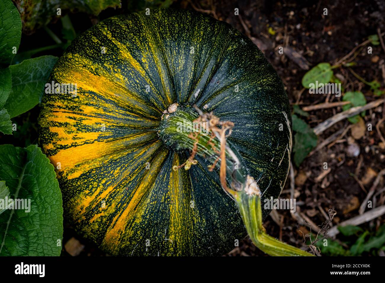 Organic Pumpkins: Green and yellow Styrian pumpkins growing in a UK ...