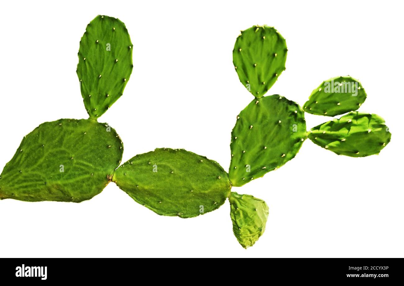 Cactus isolated on white background Stock Photo - Alamy