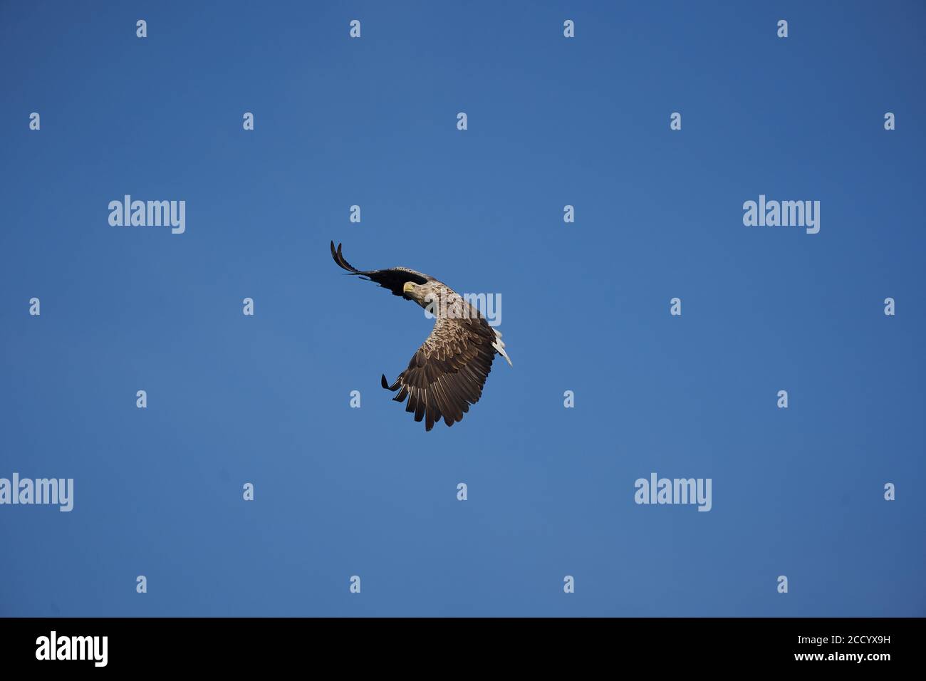 White tailed Eagle Catching eel Raptor Lake Hunting Stock Photo - Alamy