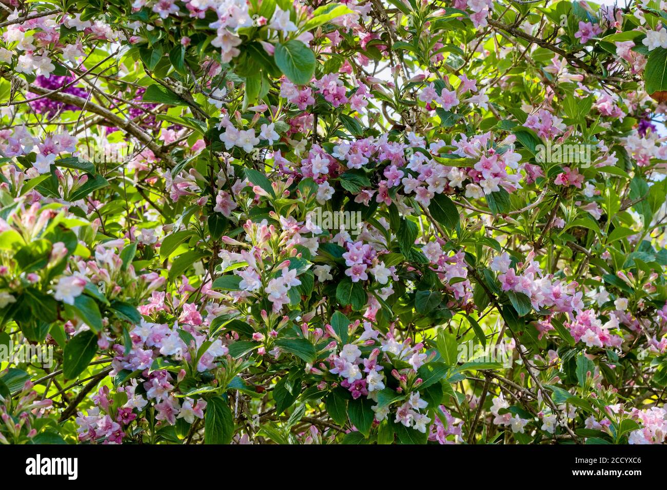 Weigela shrub in full flower Stock Photo - Alamy