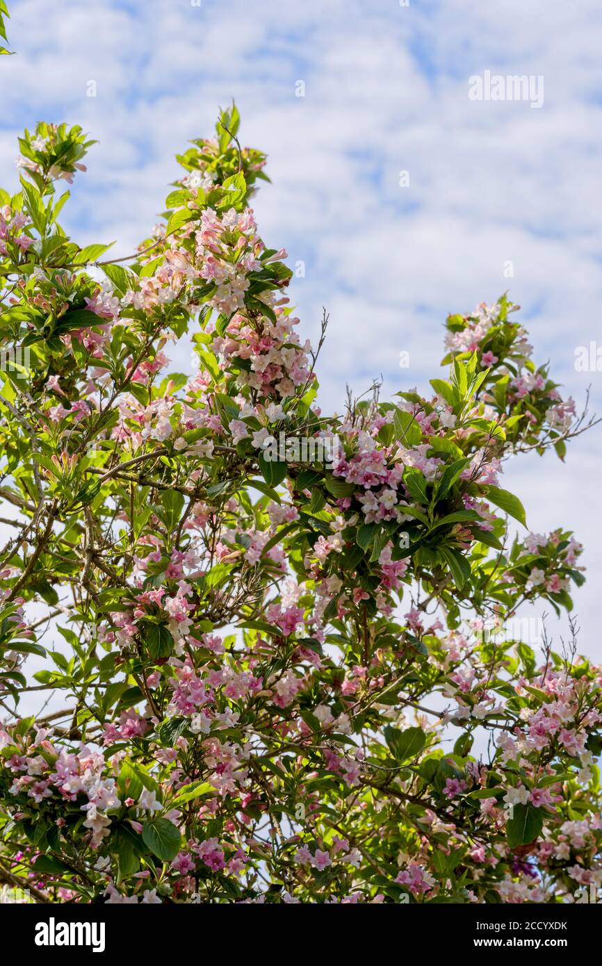 Weigela shrub in full flower Stock Photo - Alamy