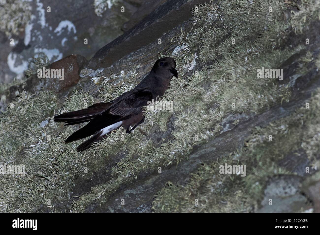 European Storm Petrel Hydrobates pelagicus at breeding site on Mousa ...