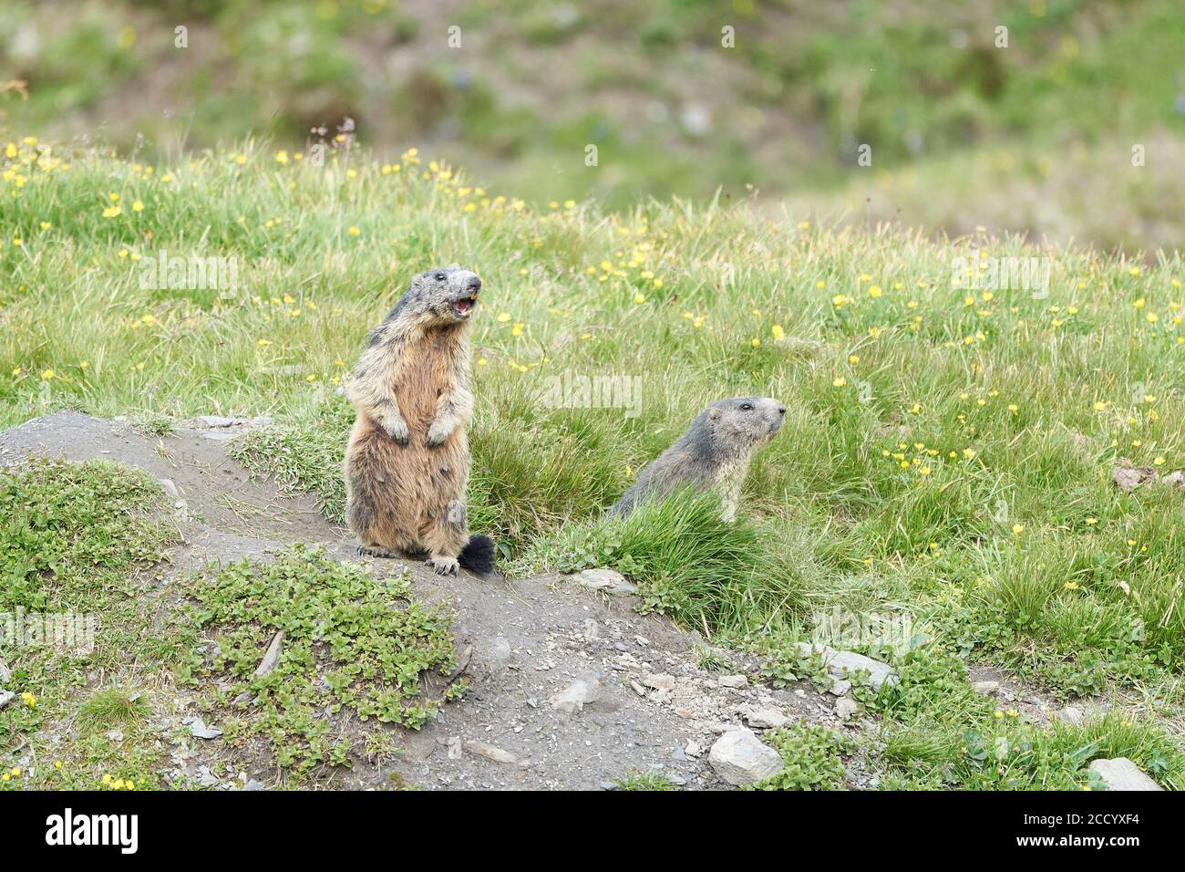 Alpine Marmot Marmota Marmota Switzerland Alps Mountains Stock Photo ...