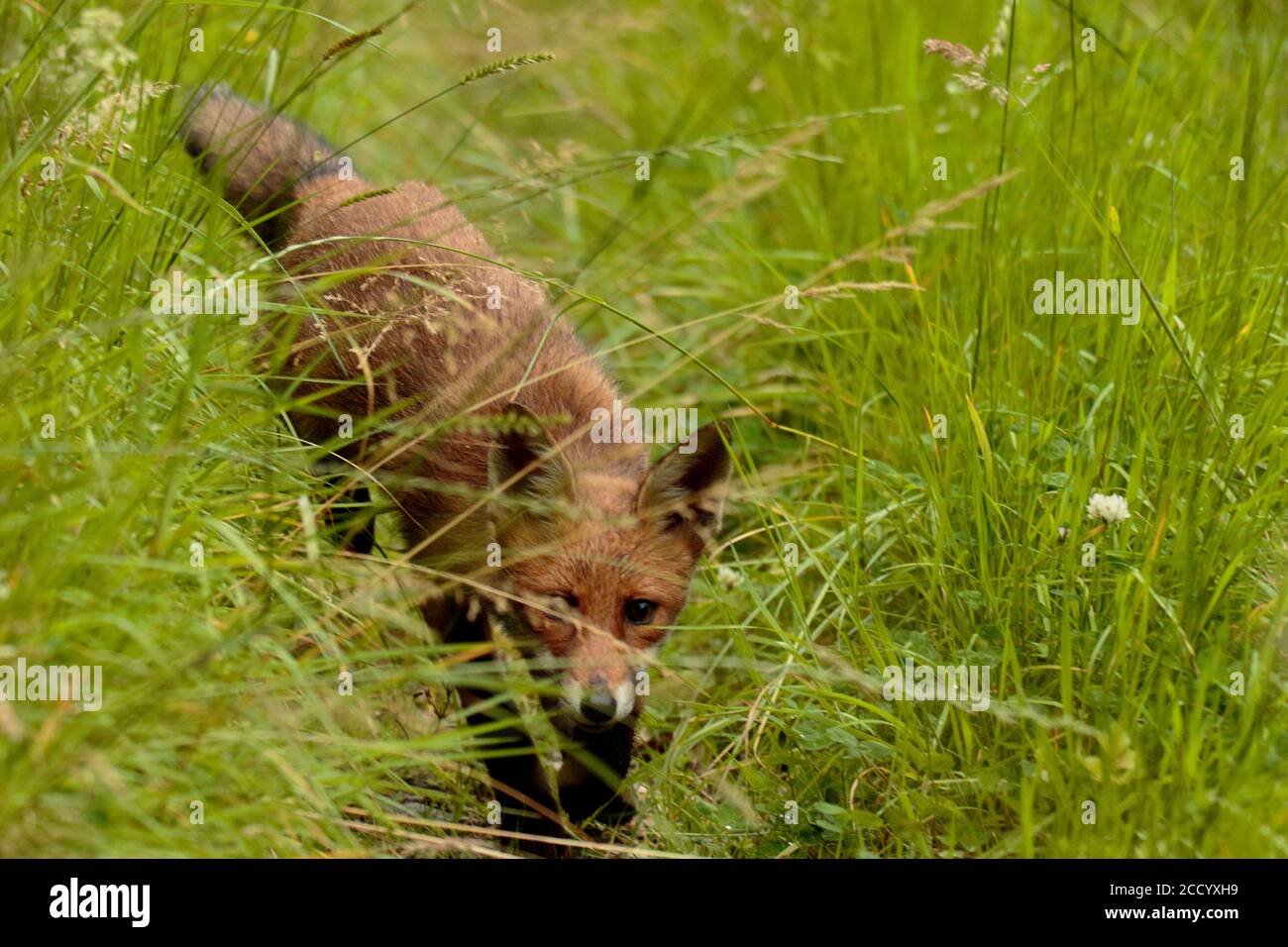 Red Fox Eyes Photo High Resolution Stock Photography and Images - Alamy