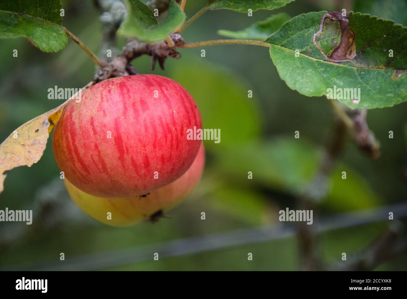 Apple on tree Stock Photo - Alamy
