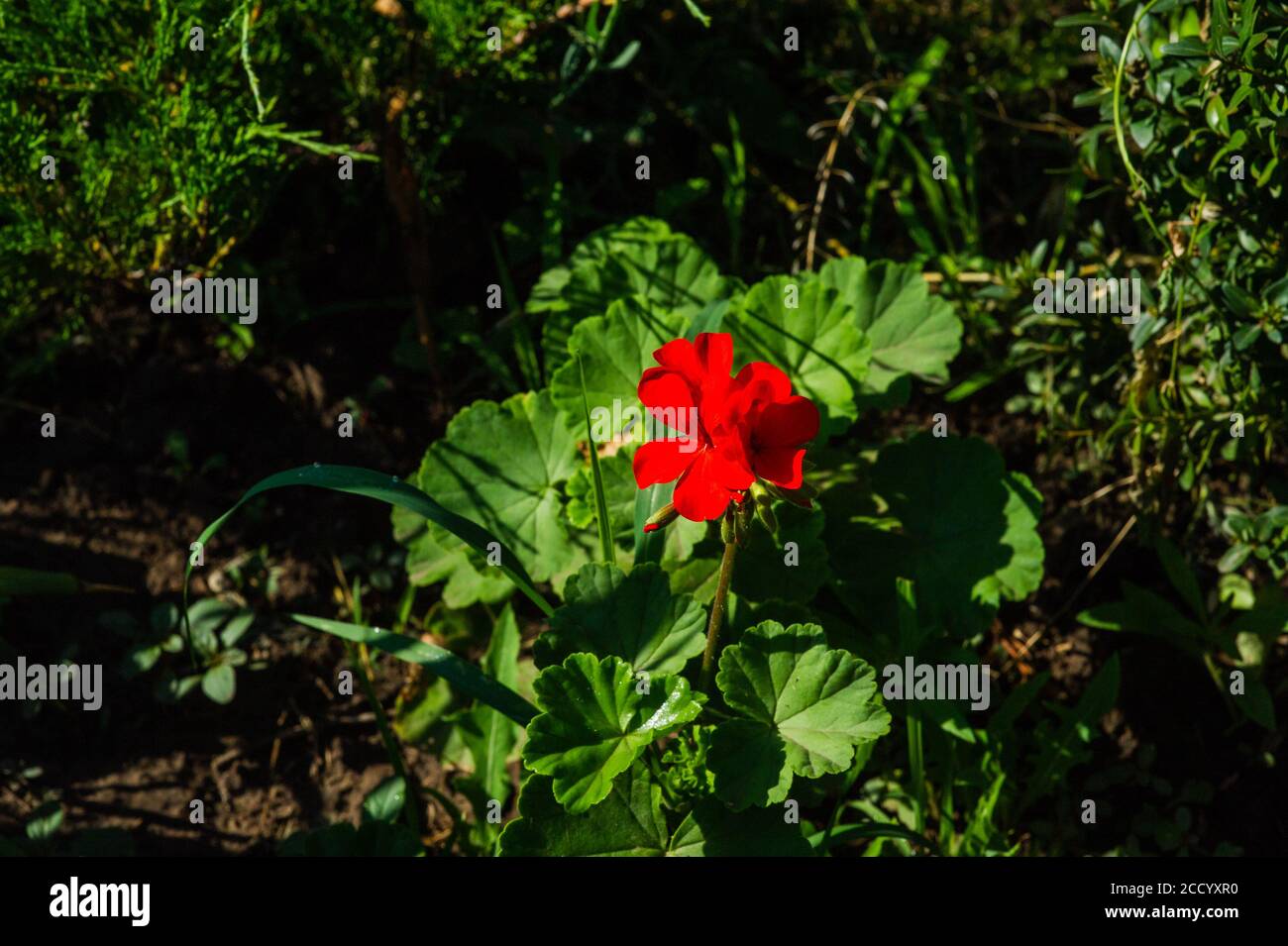 Red flowers on a background of green leaves in nature Stock Photo - Alamy