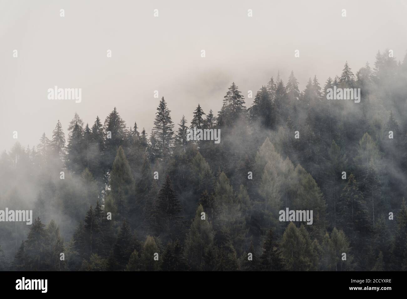 Daylight scenery scenic fog hi-res stock photography and images - Alamy
