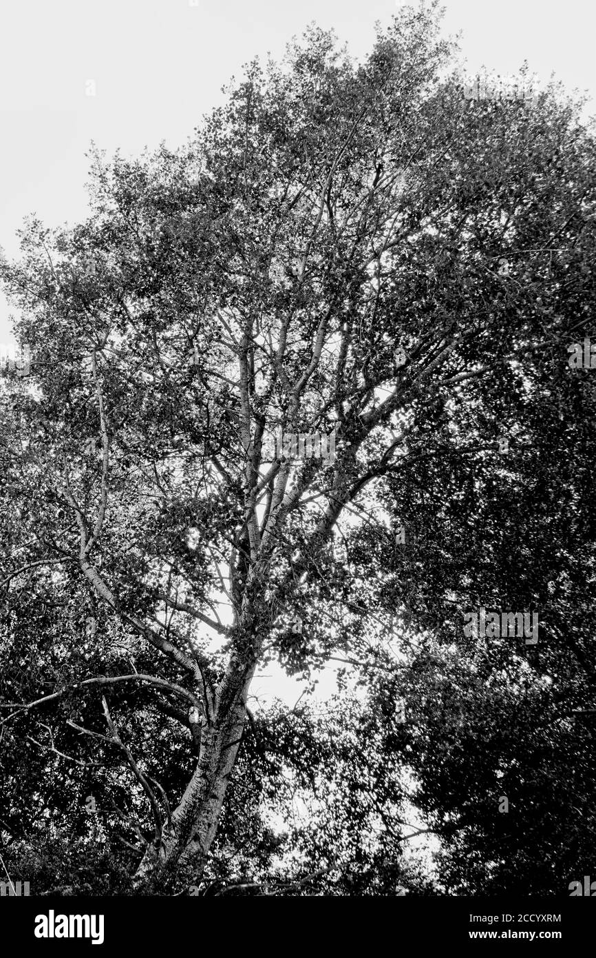 Tree trunk branches and leaves in summer Stock Photo - Alamy