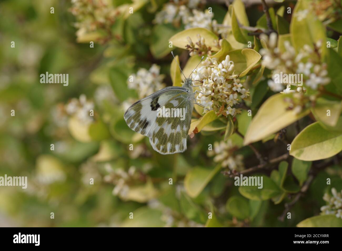 Butterfly from China Stock Photo - Alamy