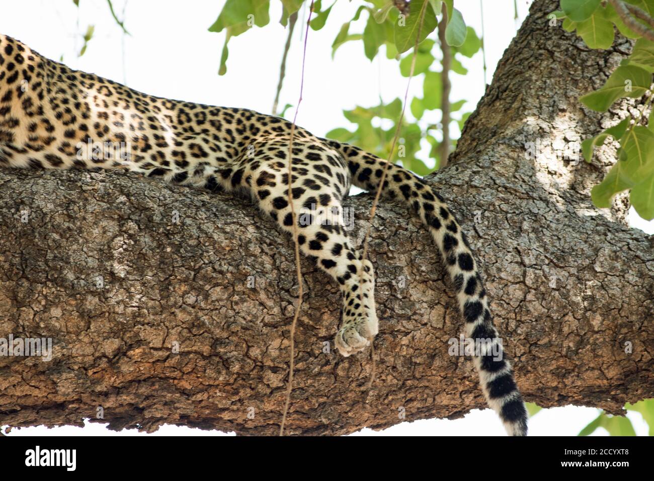Leopard up a tree with leg and tail hanging over the branch in south ...