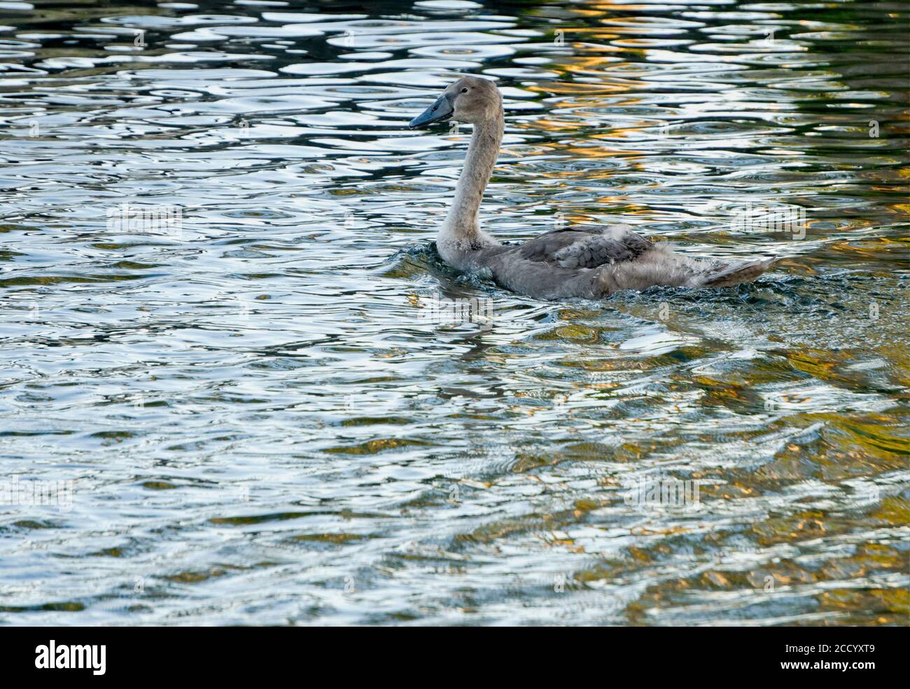 Swan signet hi-res stock photography and images - Alamy