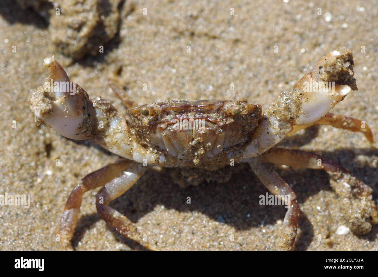 Macro young crab Stock Photo - Alamy