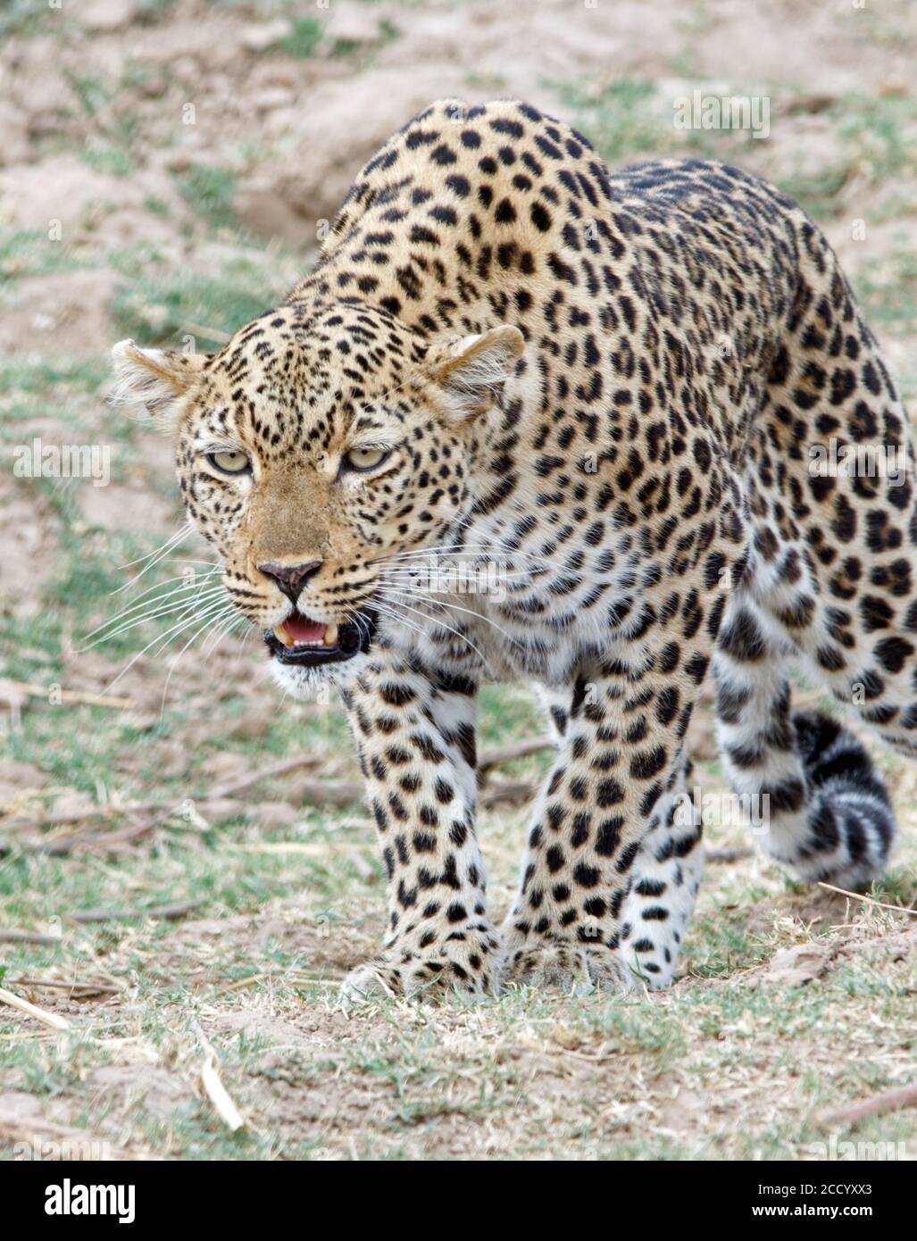 Animals of zambia hi-res stock photography and images - Alamy